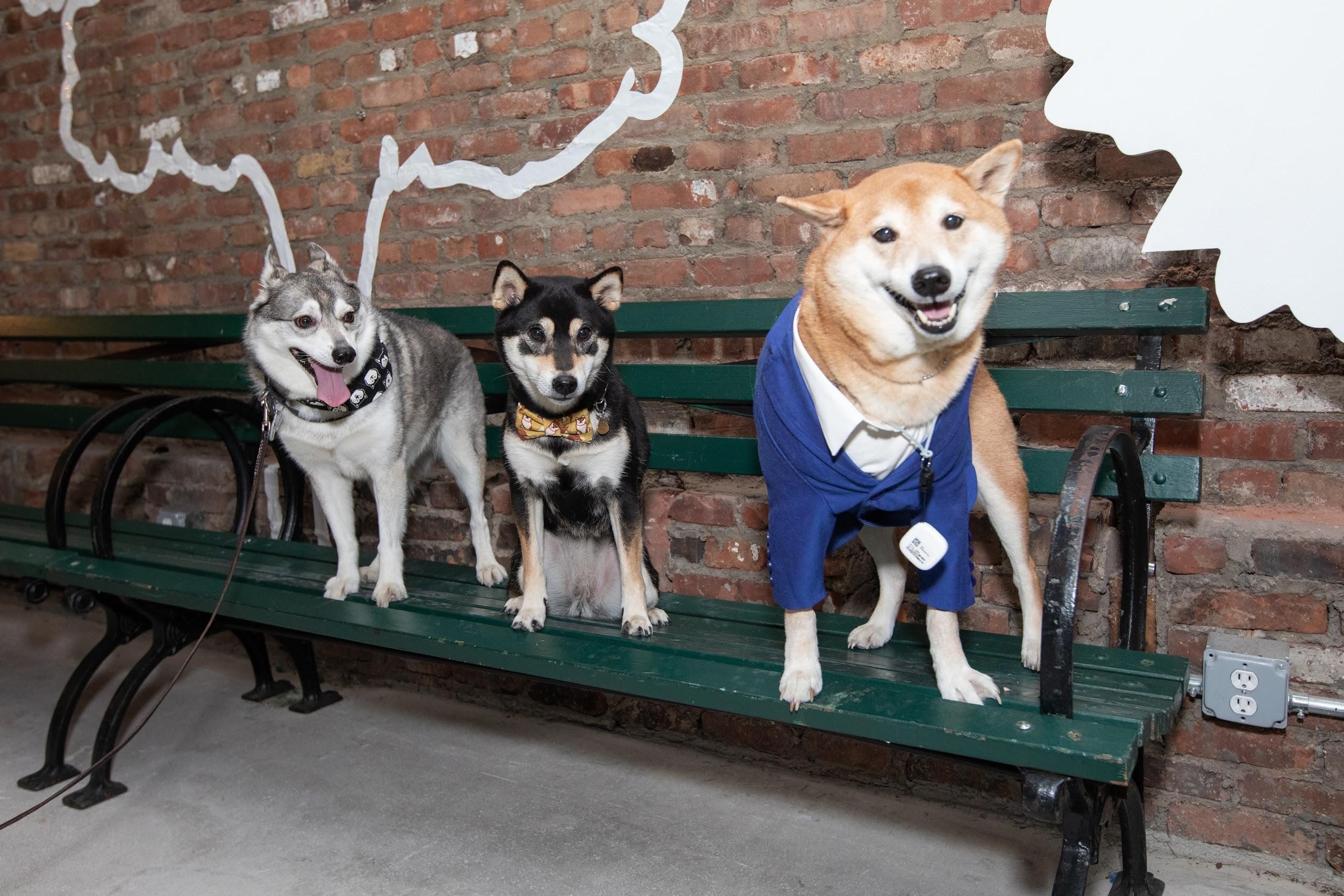 A Gadget for Keeping Tabs on your Pet - Samsung US Newsroom