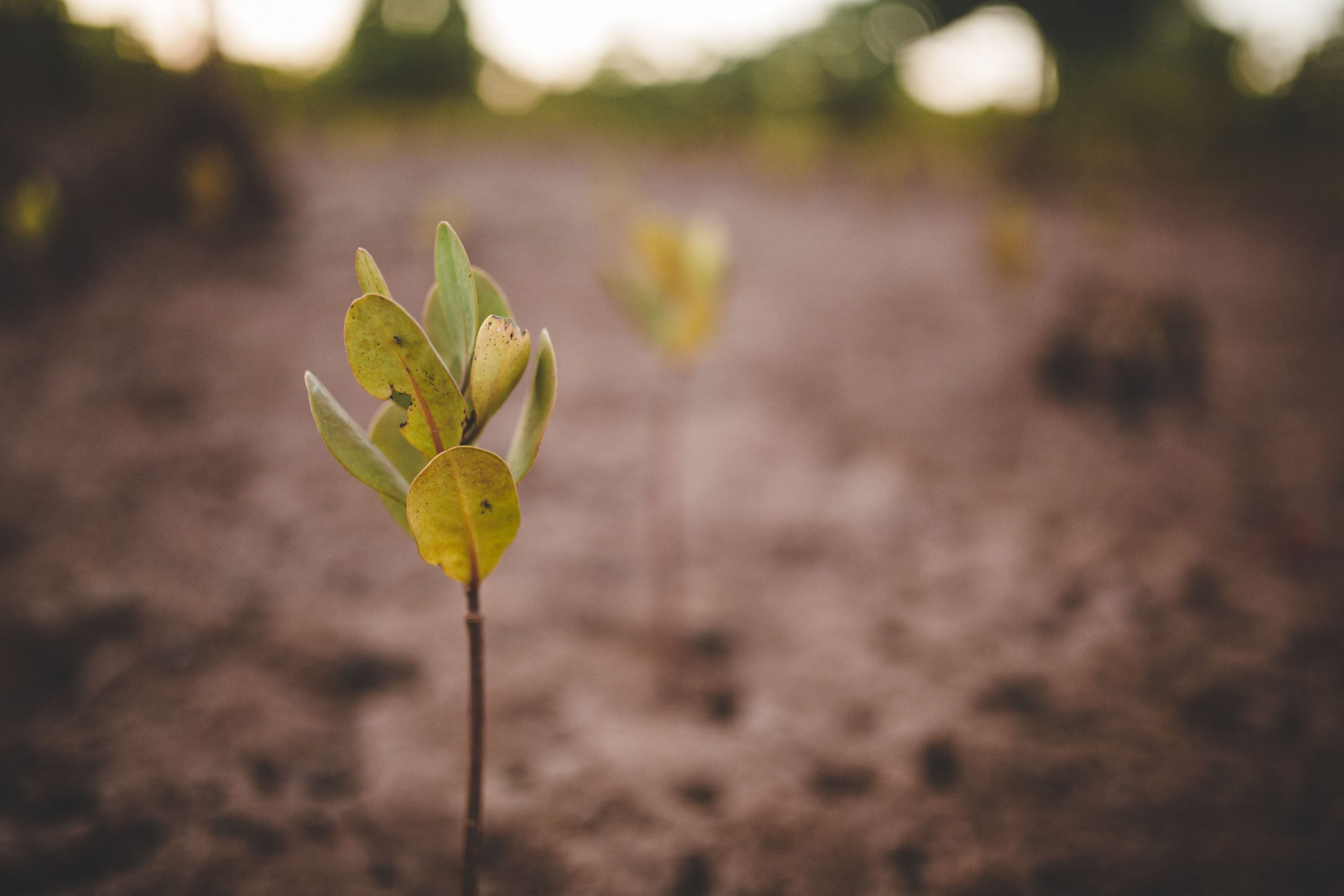 Samsung to Plant Millions of Trees to Fight Climate Change - Samsung US ...