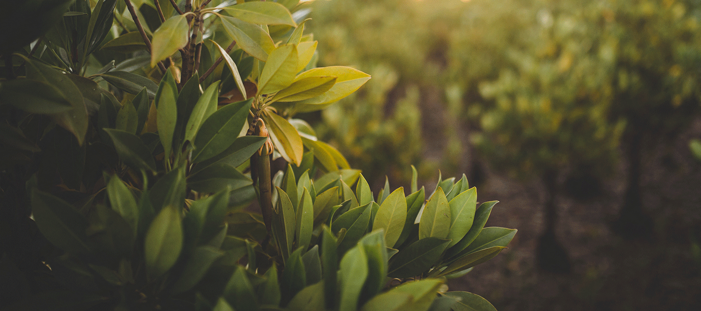 Samsung to Plant Millions of Trees to Fight Climate Change - Samsung US ...