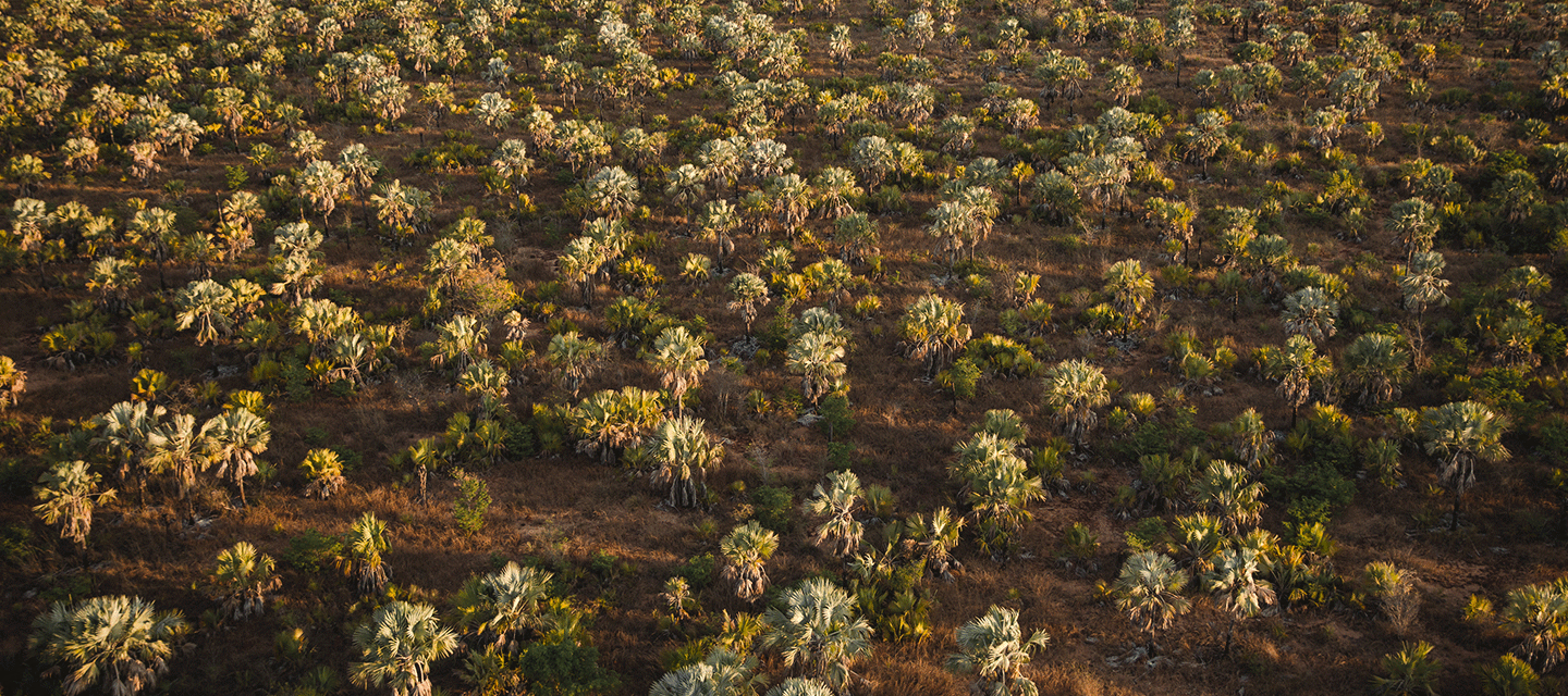 Samsung to Plant Millions of Trees to Fight Climate Change - Samsung US ...
