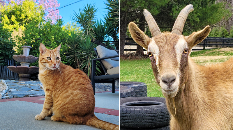 Seven Tips for Purr-fect Pet Photos with Your Samsung Galaxy - Samsung ...