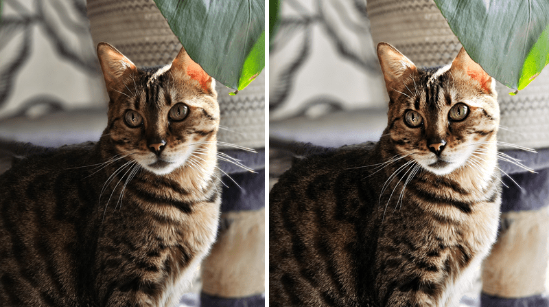 Seven Tips for Purr-fect Pet Photos with Your Samsung Galaxy - Samsung ...